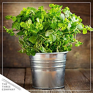 Live Aromatic and Edible Herb Assortment (Rosemary, Sage, Lavender, Lemon Balm, Other Assorted Herbs), 6 Plants Per Pack