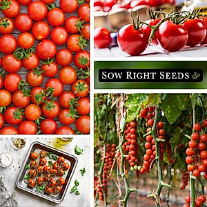 Sow Right Seeds - Large Red Cherry Tomato Seed for Planting - Non-GMO Heirloom Packet with Instructions to Plant a Home Vegetable Garden - Great Gardening Gift (1)