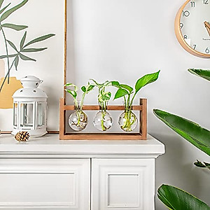 Ivolador Tabletop Propagation Station,Plants Terrarium Glass Bulb Terrarium with Retro Solid Wooden Stand for Hydroponics Plants Home Garden Wedding Décor (3 Bulbs)