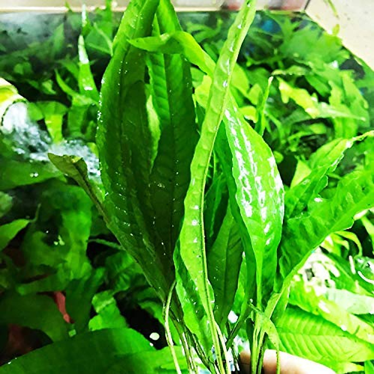 Greenpro Microsorum Pteropus Java Fern Tall Full Potted Live Aquarium Plants Decorations Freshwater Fish Tank