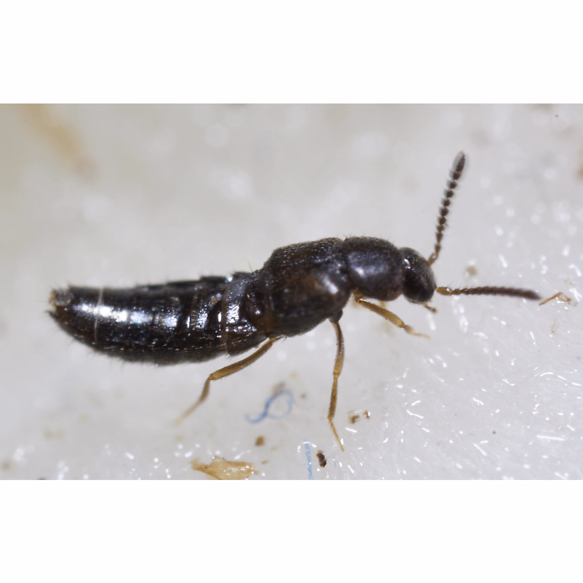 Nature's Good Guys Dalotia (Atheta) coriaria - Rove Beetle - 500 Insects per Unit