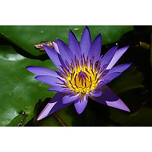 35 Pcs Bonsai Lotus Seeds for Planting Bowl Lotus Seeds, Water Lily Flower Plant Seeds. Great for Beginners and Seasoned Gardeners Alike.