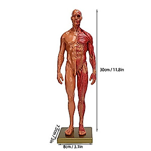 YUYTE Miniature Muscular System Model, 11.8 ” Human Muscles Anatomy Model Displaying Anatomical Model, Resin, Show Surface Muscles and Body Structure, Fitness Enthusiast