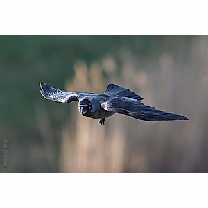 500mm/1000mm f/8 Manual Telephoto Lens for Canon EOS 80D, EOS 90D, Rebel T3, T3i, T5, T5i, T6i, T6s, T7, T7I, T8I, SL3, EOS 60D, EOS 70D, EOS 5D, EOS5D IV, EOS 6D II, EOS 7D II SLR Cameras