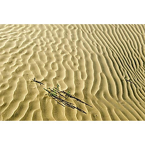 Posterazzi PDDCN11BJY0043 Canada, Saskatchewan, Hills. Sand Dune Ripples and Plants Photo Print, 18 x 24, Multi