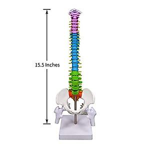 Ultrassist Miniature Human Spine Model, 15.5" Mini Color Coded Spinal Cord with Herniated Disk, Nerves, Arteries, Pelvis and Femur Stumps for Med Students and Chiropractors, Includes Stand