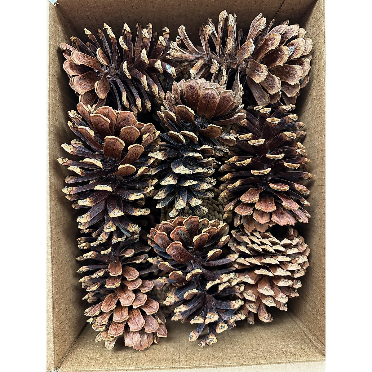 18-Pack Extra-Large (5 to 7 inch) Long Leaf Pine Cones for Decorating Home, Tables, Vase Fillers, Corporate Events, Crafts, Birdfeeders, Natural Pine Cone Holiday Ornaments. (unscented)