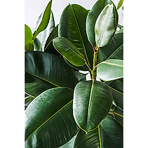 Fiddle Leaf Fig Tree Fertilizer | Ficus Plant Food | Improves Leaves and Branches | Potted Indoor Trees and House Plants Treatment by Aquatic Arts