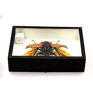 TAXIBUGS Real 5 Horned Beetle/Eupatorus Gracilicornis Flying Form Taxidermy in Transparent Box Display (Black Wooden Box)