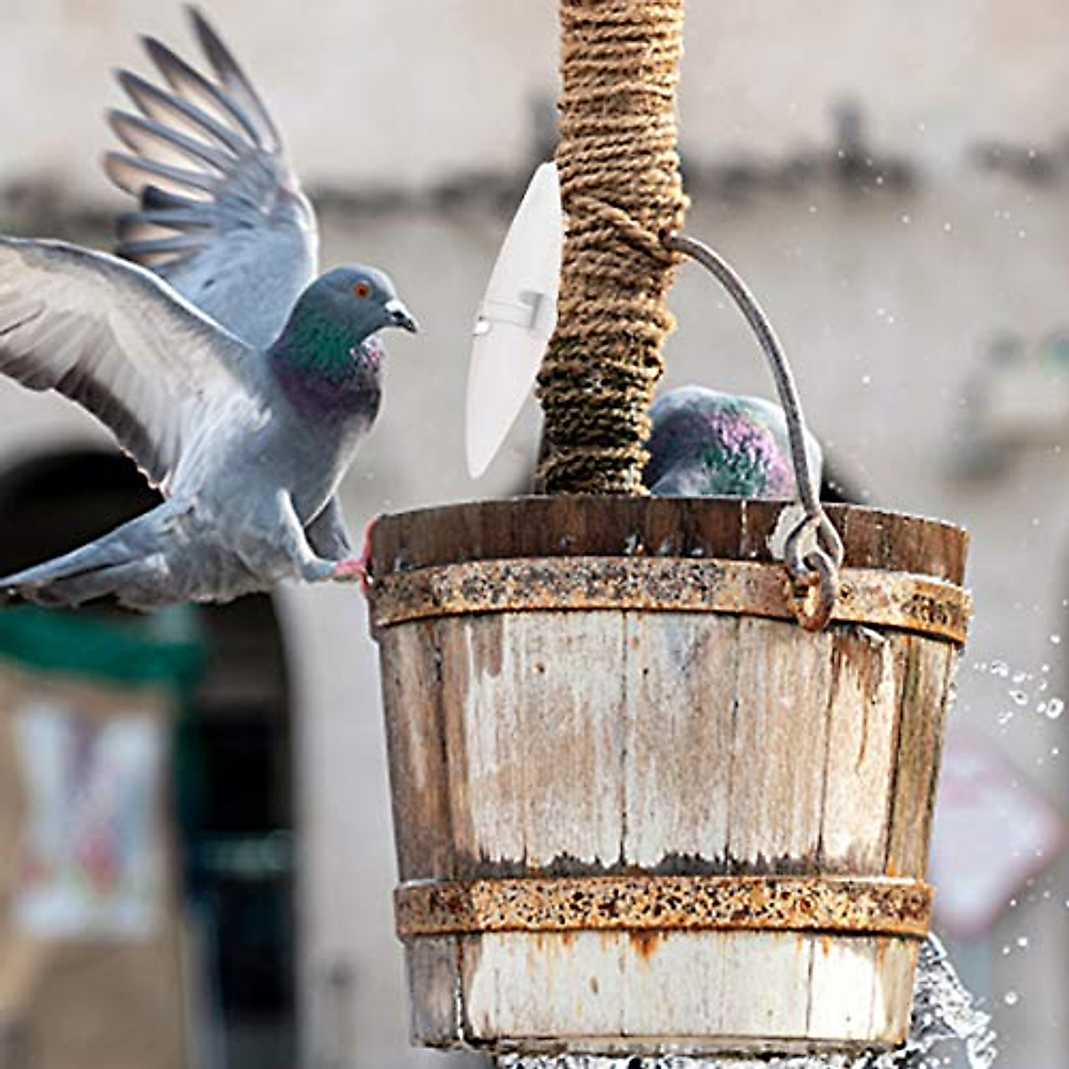 Balacoo 6 Set Bird Cuttlebone with Holder Parrot Chew Bite Cuttlebone Reptile Tortoise Snails Cuttlefish Bone Pet Teeth Grinding Toys