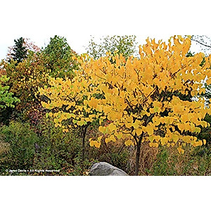 1105-Eastern Redbud Tree (Cercis Canadensis ‎) Seeds by Robsrareandgiantseeds UPC0764425786986 Non-GMO,Organic,USA-Grower,Bonsai, 1105 Package of 25 Seeds