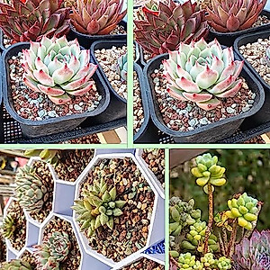 JFWOD 3lb Succulent and Cactus Soil Bonsai Gritty Mix 6-9mm Small Horticultural Lava Rocks for Fairy Garden, Terrarium, DIY Projects, Top Dressing Fast Draining Prevent Over Water