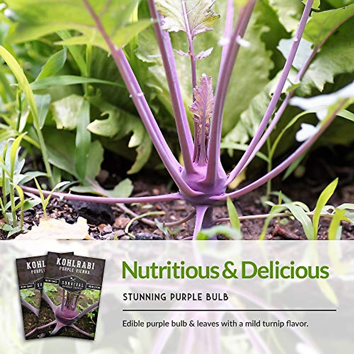 Survival Garden Seeds - Purple Vienna Kohlrabi Seed for Planting - Packet with Instructions to Plant and Grow Unique Cruciferous Vegetables in Your Home Vegetable Garden - Non-GMO Heirloom Variety