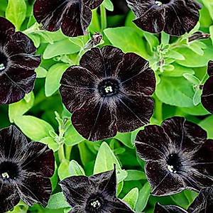 QAUZUY GARDEN 100 Seeds Rare Petunia Seeds Black Cat Petunia Flower Seeds Beautiful Perennial Annual Petunia Plant Seeds- Easy to Grow& Maintain
