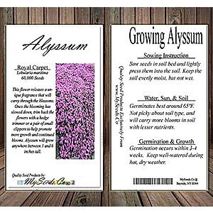 BIG PACK - (60,000+) Alyssum Royal Carpet Seeds - Fragrant Lobularia maritima - Attracts Honey Bees, Butterfly - Ground Cover for Zones 3+ Flower Seeds By MySeeds.Co (Big Pack - Alyssum Royal Carpet)