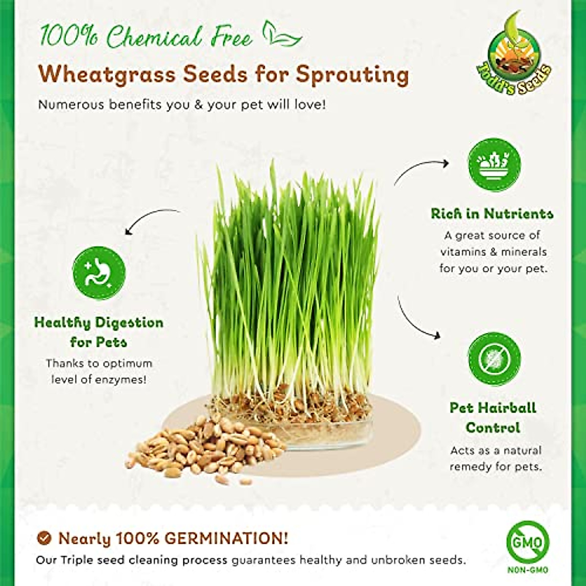 Todd's Seeds - 1 Pound of Wheatgrass Seeds - Non GMO Sprouting Seeds - Grind Into Whole Wheat Flour - Pet Grass - Cat Grass for Indoor Cats - Wheat Grass Seeds