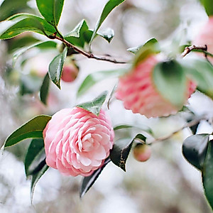 Tata Harper Nourishing Oil Cleanser, Multi-Vitamin Cleansing Oil & Makeup Remover, 100% Natural, Made Fresh in Vermont, 125ml