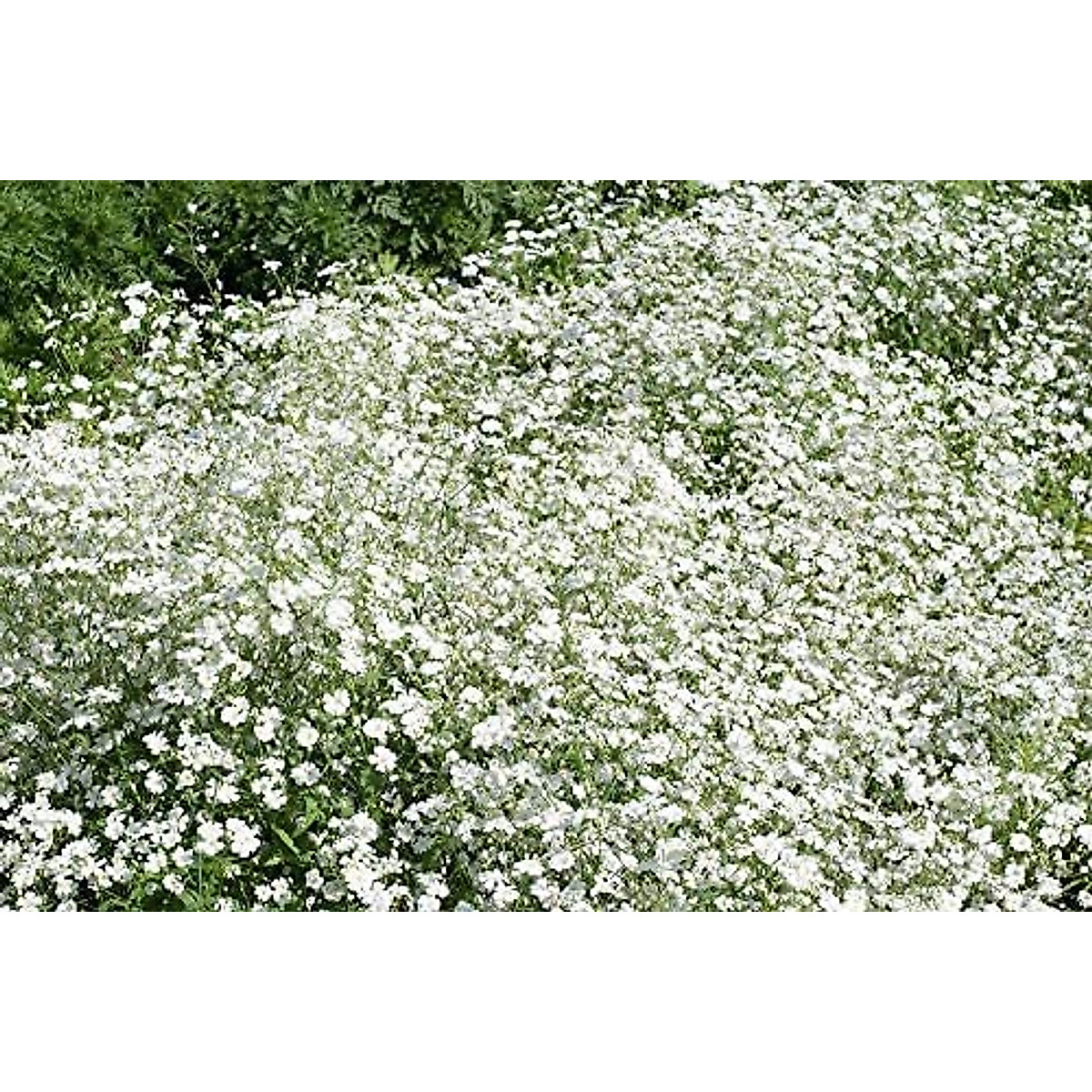 Baby's Breath Flowers, 2000+ Heirloom Flower Seeds Per Packet, (Isla's Garden Seeds), Non GMO Seeds, Botanical Name: Gypsophila
