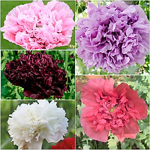 Seed Needs, Peony Poppy Seed Packet Collection (5 Individual Varieties of Poppy Seeds for Planting) 2,500 Seeds Collectively Including Pale Rose, Salmon, Cream, Black and Purple