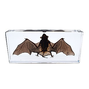 Large Taxidermy Real Bat Specimens Animal Specimen in Resin for Science Classroom Science Education Large (5.5x2.5x0.7 Inch)