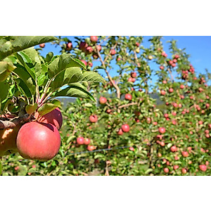 Fuji Apple Tree - Grow Fresh Fruit - Live Plant Shipped 3 Feet Tall by DAS Farms