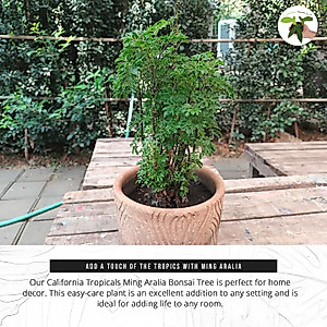 California Tropicals Ming Aralia 6'' Live Bonsai Tree - Unique and Easy to Grow Houseplant for Hobbies, Desk, Interior Ideas, Gardening, Crafts, Gifts, and Starter Gardeners