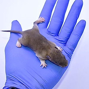 MiceDirect Frozen Rat Combo Pack of 50 Pup & Weanling Feeder Rats – 25 Rat Pups & 25 Rat Weanlings - Food for Corn Snakes, Ball Pythons, Lizards and Other Pet Reptiles-Freshest Snake Feed Supplies