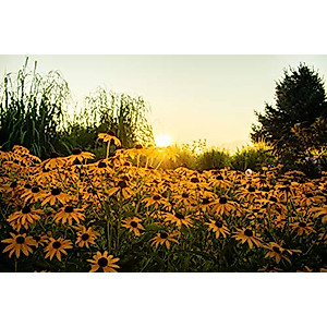 Black Eyed Susan Seeds for Planting, 5000 Seeds, Giving You Beautiful Black Eyed Susan Flowers, Non-GMO, Heirloom Seed Varieties