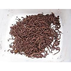 BESTBAIT 1 LB. European Nightcrawlers Approx. 250-300 Count Composting Worms Fishing Worms