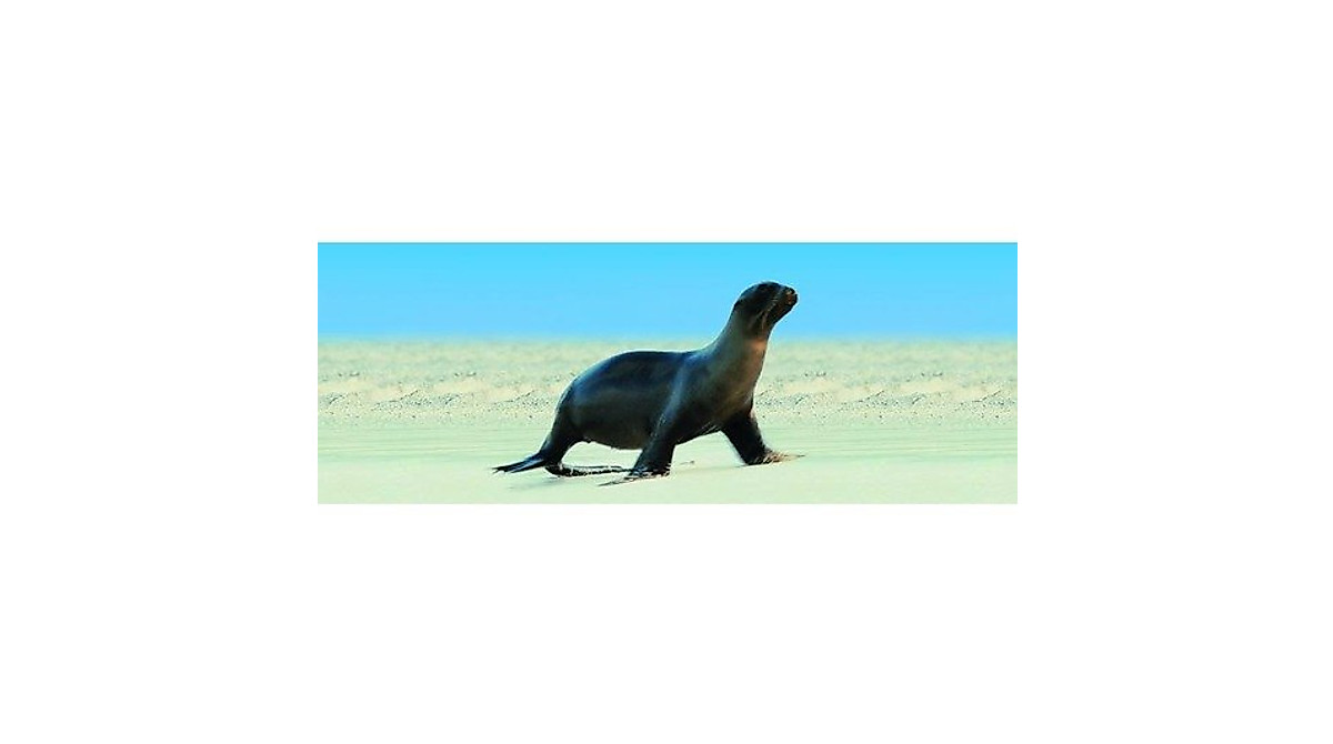 Animated Seal 3D Bookmark - Ruler | Unique 3D Bookmark & Ruler