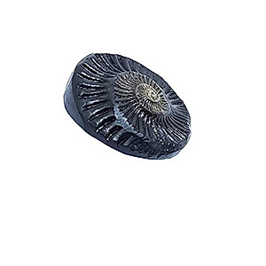 Sudarshan Shaligram | Nepal Gandaki River Chakra Saligram (2.5 cm) Orignal Sudarshan Chakra shaligram