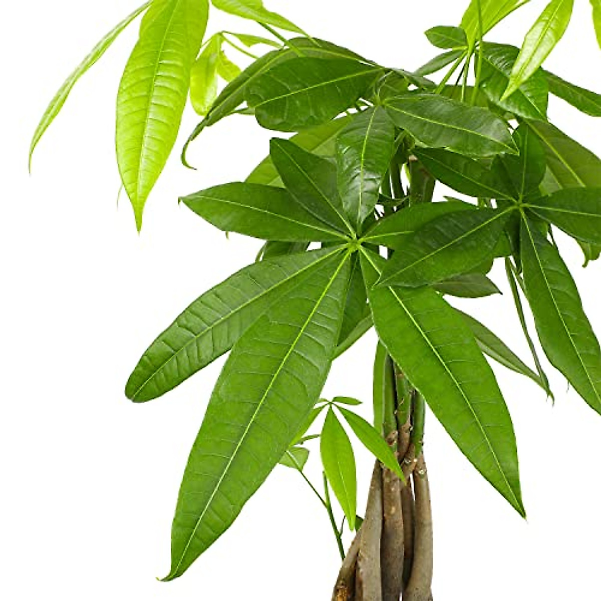 Money Tree Plant Indoor House Plants, Chinese Money Plant Decor, Bonsai Tree Feng Shui Decor, House Plants Indoors Live Plants Indoor Plants Live Houseplants Live Indoor Live Plants by Plants for Pets