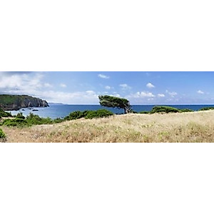Posterazzi Bended trees Bay Of Buggerru Iglesiente Sardinia Italy Poster Print, (36 x 12)