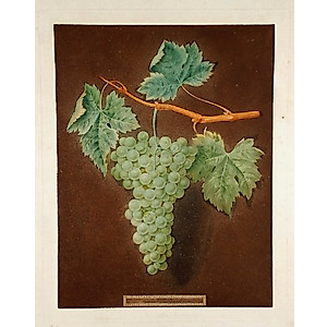 [Grapes] White Frontiniac Grape