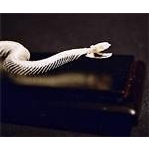 C & A Scientific - Premiere 51016 Real Snake Skeleton, Non-Venomous