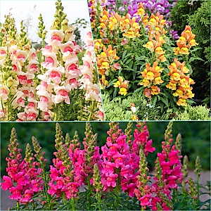 Snapdragon Seeds, 5000 Flower Seeds Per Packet (NOTSWOH's Seeds)