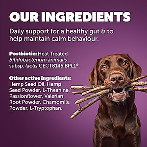 Protexin Daily Care Gut+ Calming, 60 postbiotic Dog Supplement Chews – Trout and Kale Flavored