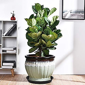 GROWNEER 6 Packs 12 Inches Plant Saucer Drip Trays, Suit for Pots Less Than 10 Inches Bottom Diameter, Round Plastic Plant Pot Saucers Flower Pot Tray for Indoor Outdoor Garden, Black