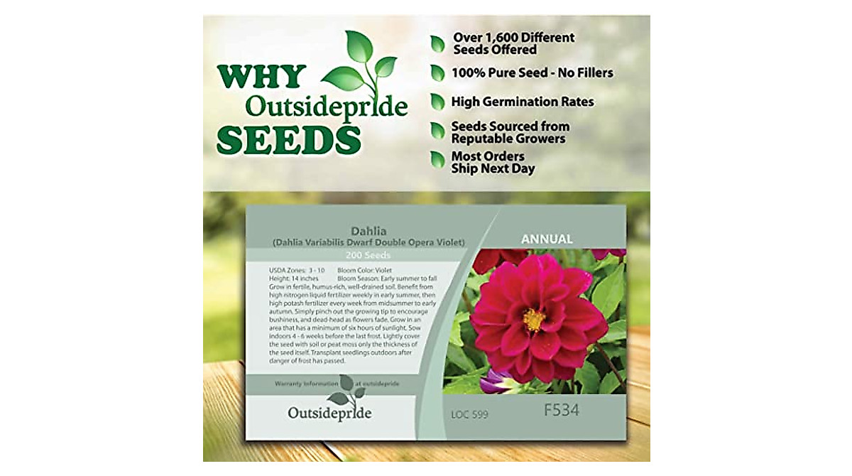Buy Dahlia Opera Violet Seeds for Beautiful Bouquets & Gardens