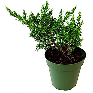 9Greenbox Juniper Procumbens Nana Bonsai Starter Plant,3 Pound (Pack of 3)