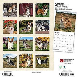 Cardigan Welsh Corgis | 2024 12 x 24 Inch Monthly Square Wall Calendar | BrownTrout | Animals Dog Breeds