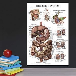 Palace Learning Digestive System & Respiratory System Anatomy Posters - Laminated 2 Chart Set - 18" x 24" (Digestive/Respiratory)