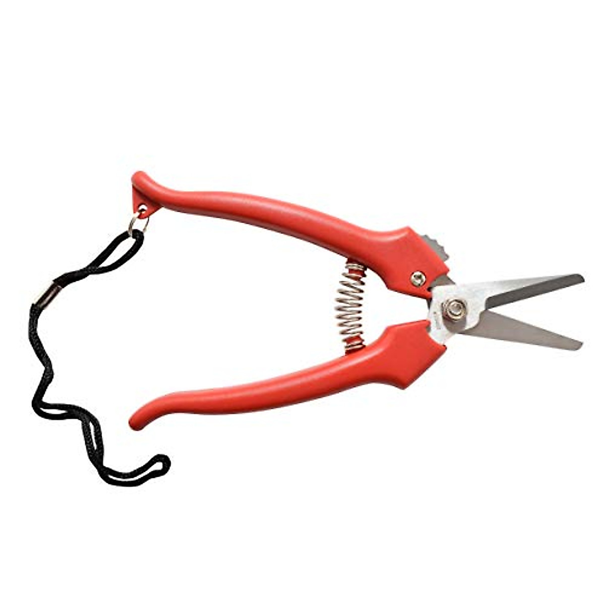 Clauss 33403 6-inch Stainless Steel Floral Lanyard 6" Cutter