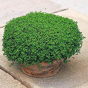 CHUXAY GARDEN Mentha Requienii-Corsican Mint 20 Seeds Overseed Seed New Lawn Existing Lawn Grows in Just Weeks Herb Plant