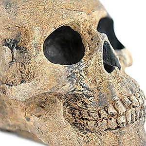 MYard Fireproof Imitated Human Fire Pit Skull Gas Log for NG, LP Wood Fireplace, Firepit, Campfire, Halloween Decor, BBQ (Qty 1, Brown - Mini, One Piece)