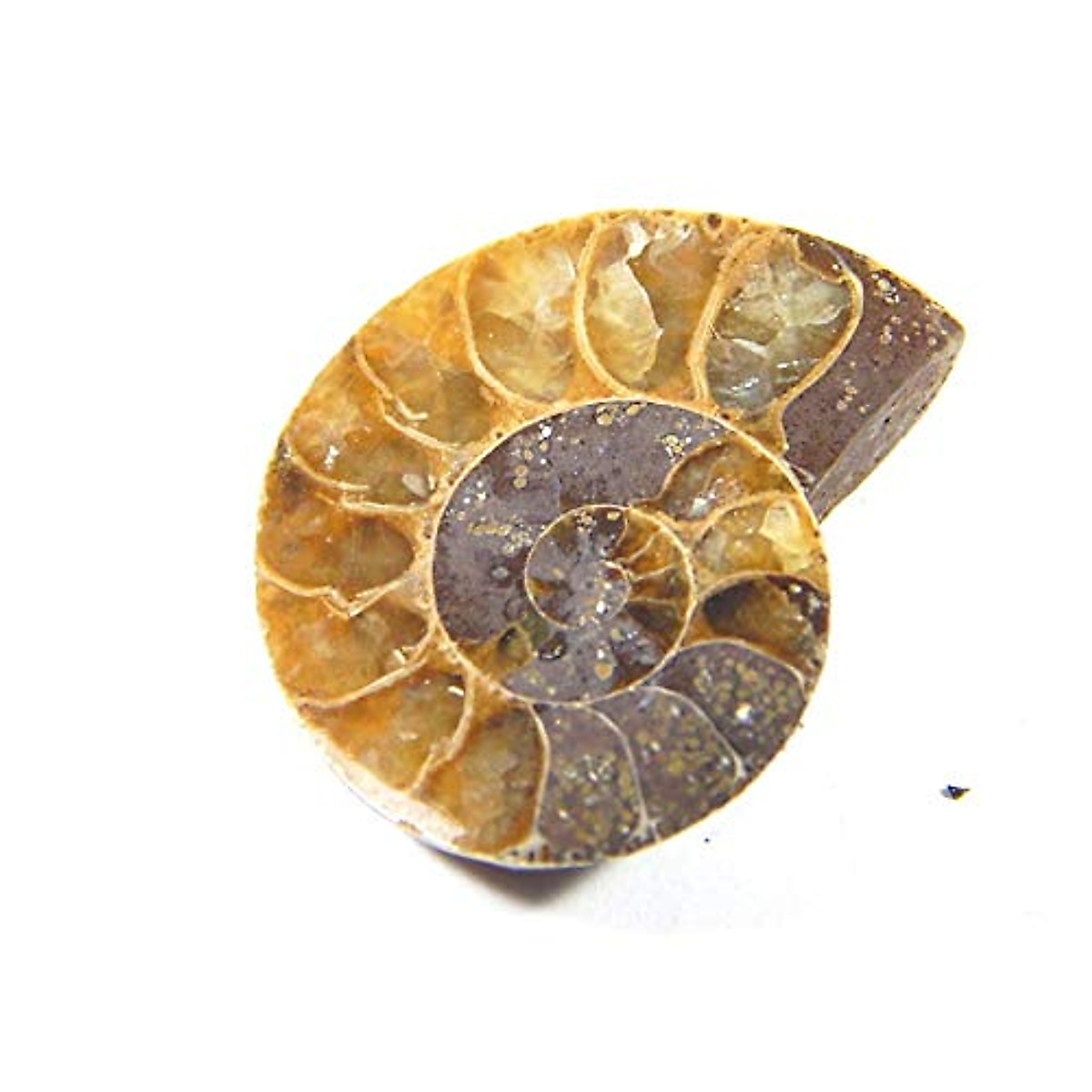 Shrinivasa Sudarshan Shaligram 1.5cm - 2.5cm from Kali Gandaki 1 pcs