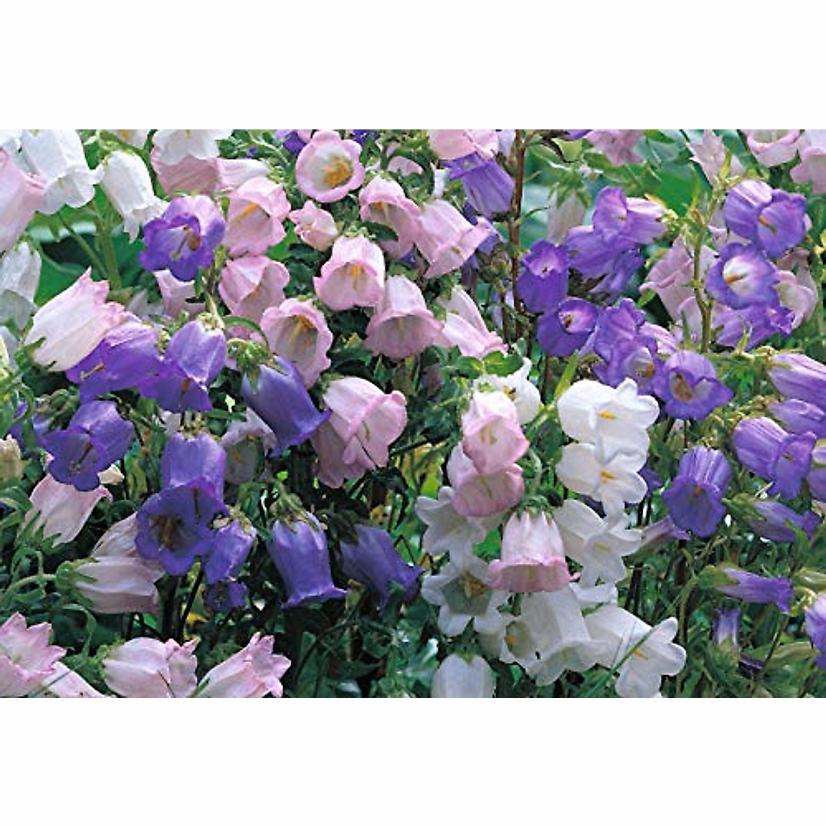 Canterbury Bells Campanula Medium Bluebells Flower Garden About 100 Seeds for Planting