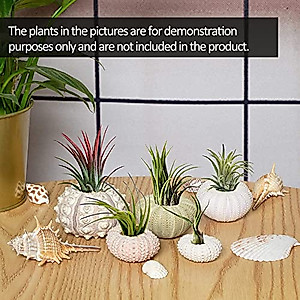 5 Pack Mini Sea Urchin Shell Air Plant Holders- 5 Styles Decorative Hanging Air Plant Pot Cute Tillandsia Succulent Display Container with Ropes for Home Garden Beach Theme Party Decors (No Plants)