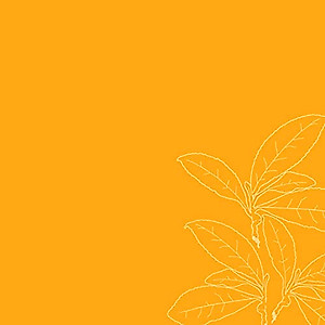 SheaMoisture Weightless Hydrating Detangler For Moisture Resistant, Curly, Coily Hair Low Porosity Lightweight Hair Detangler 8 oz