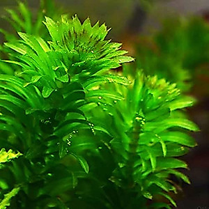 Mainam Anacharis Elodea Densa Tropical Live Aquarium Plants Freshwater Aquatic Pond Water Decorations 3 Days Live Guaranteed